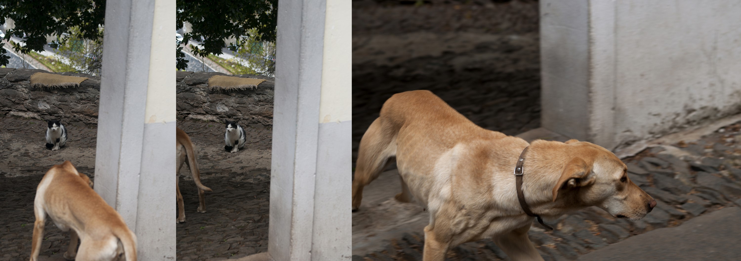 Jillian – Halle Butler – bookskeptic.com